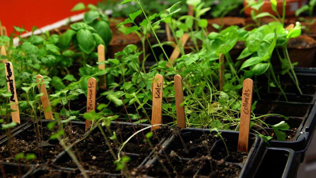 Cómo hacer un semillero - WomanTime Huerta y jardín