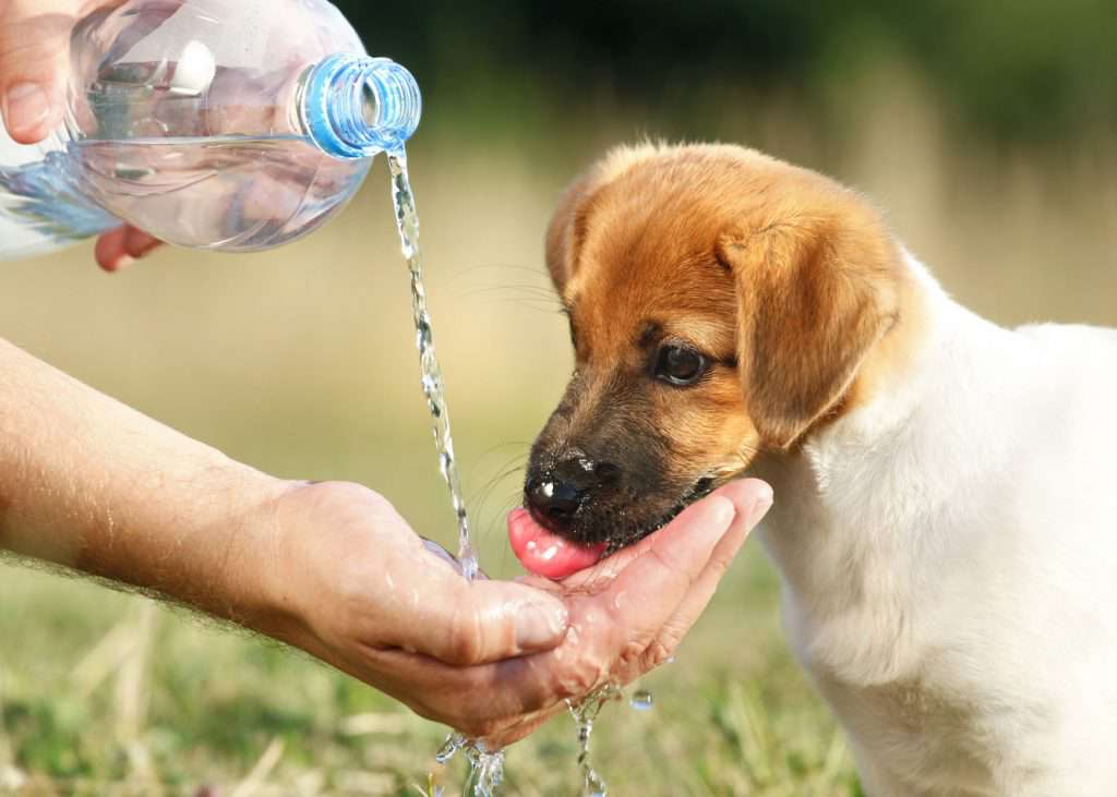 ¿Cómo cuidar del calor a nuestras mascotas? - WomanTime Actualidad