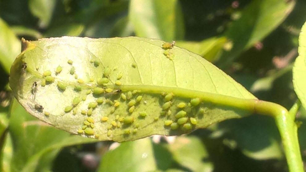 Cómo eliminar pulgones en las plantas con remedios caseros – WomanTime