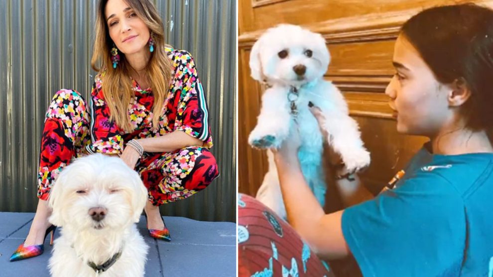 Conocé los pet influencers de los famosos que marcan tendencia ...