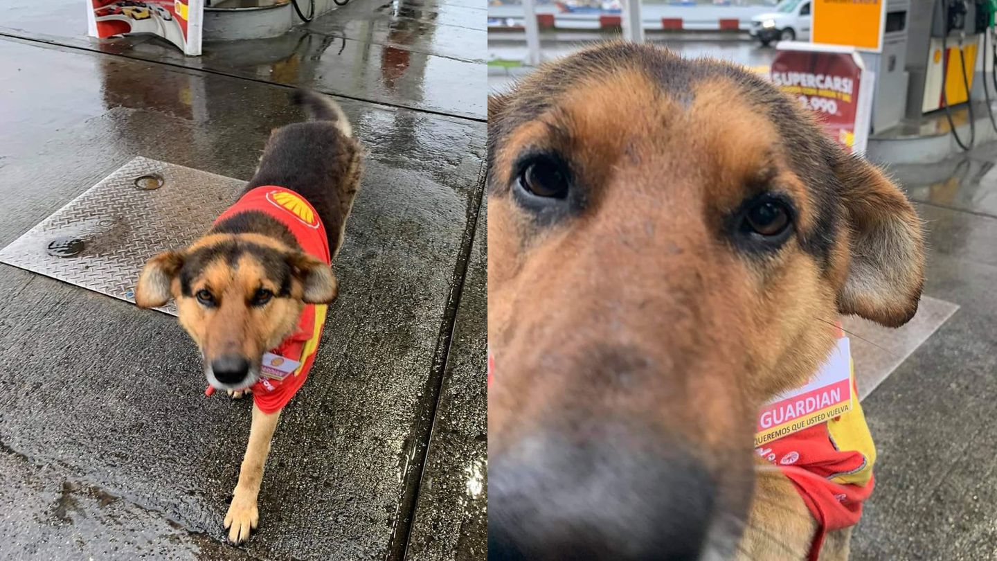 Ternura en las redes: el perro adoptado por empleados de una estación ...
