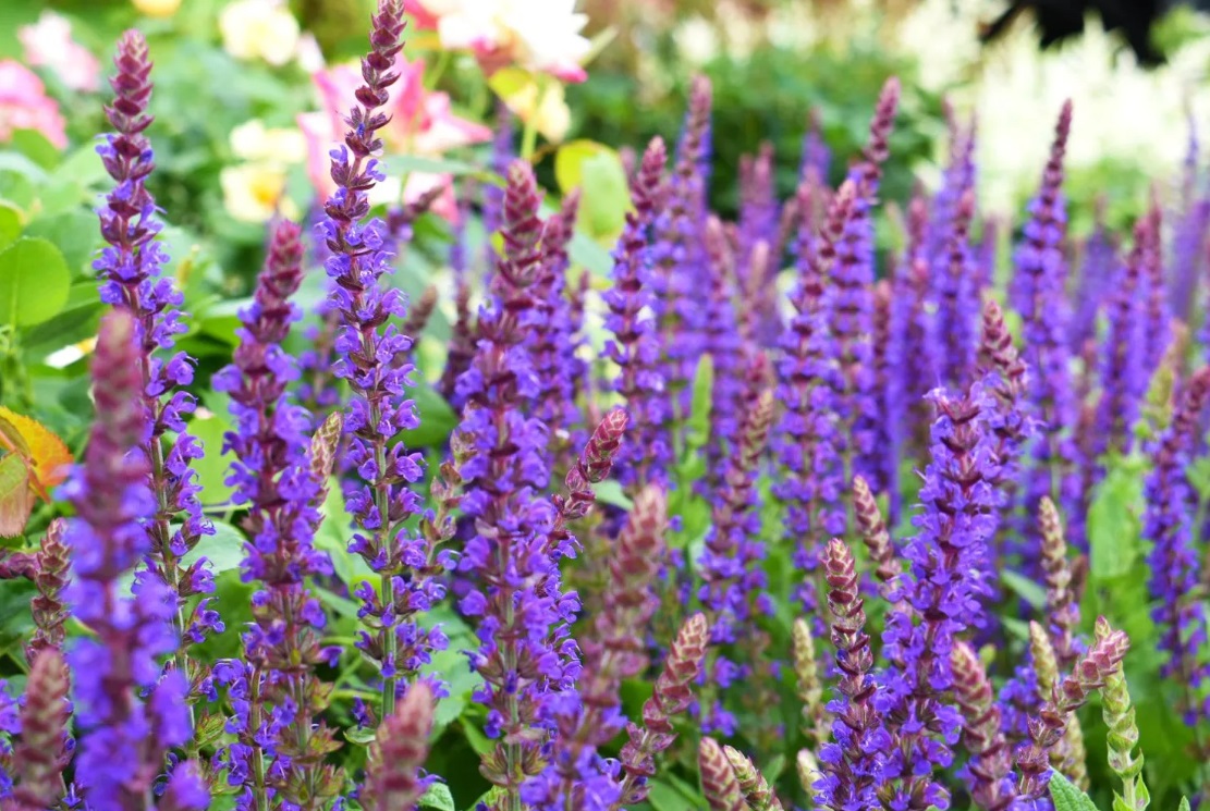 Jardín en casa: Salvia, la planta medicinal con numerosos beneficios ...
